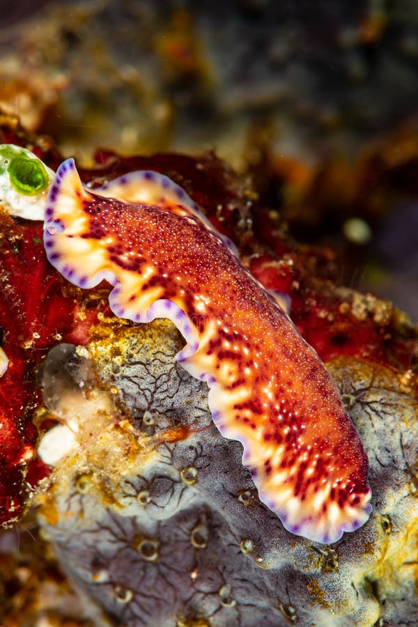 Undescribed Polyclad Flatworm Pseudoceros Sp Stock Image - Image of ...