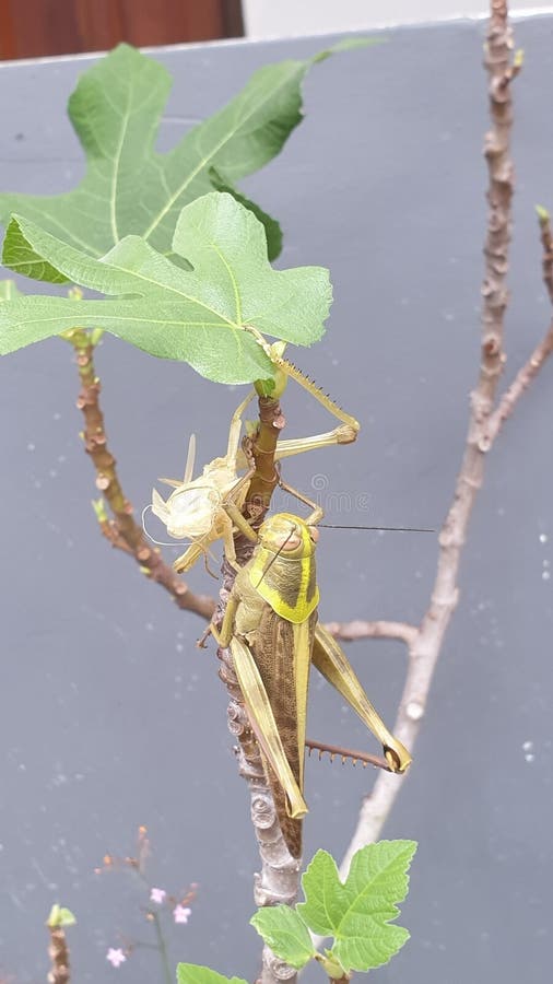 Undressed Grasshopper Play Stock Photos - Free & Royalty-Free Stock ...