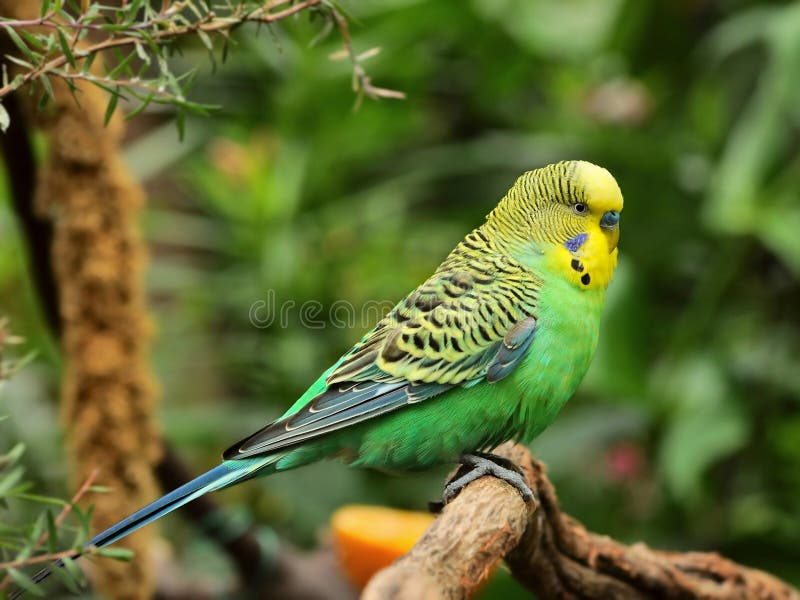 Undulat fotografering för bildbyråer. Bild av papegoja - 12393915