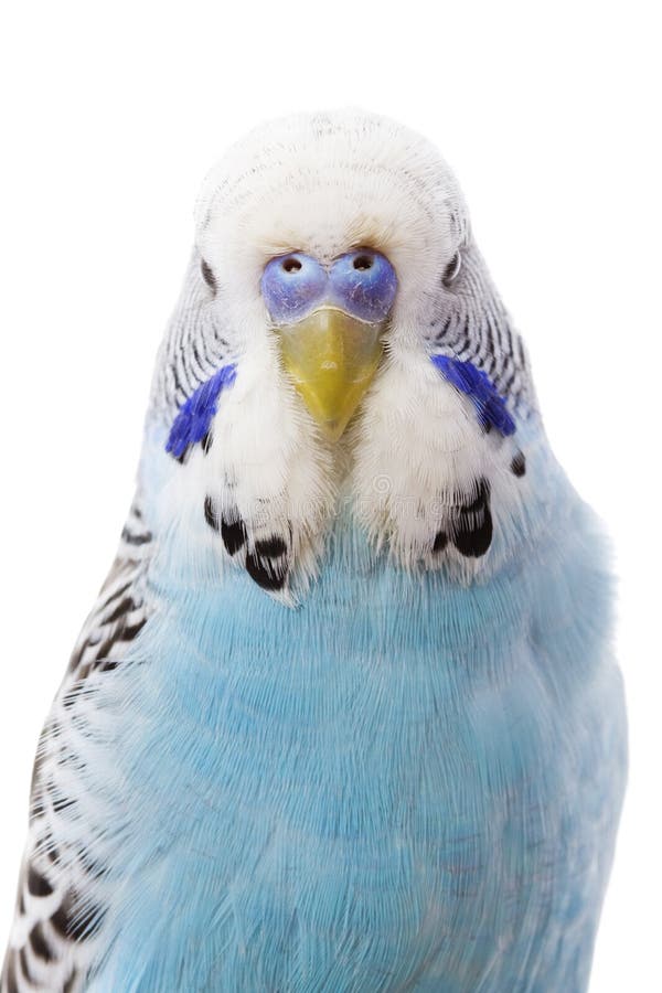 Undulat - Melopsittacus Undulatus Arkivfoto - Bild av exotiskt ...