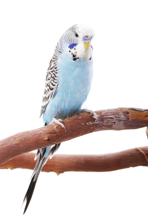 Undulat isolerad white arkivfoto. Bild av papegoja, natur - 24685702