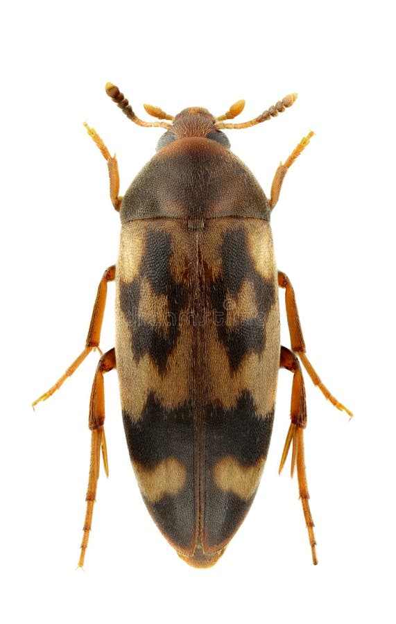 Undulata di Orchesia immagine stock. Immagine di colpo - 18441805