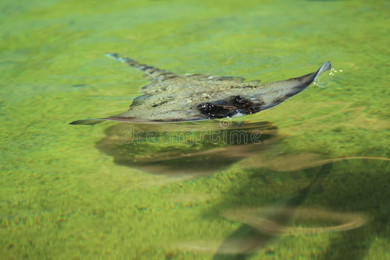 Undulate stock photo. Image of rippled, relief, abstract - 28009202