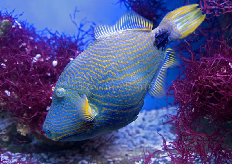 Undulate triggerfish 1 stock image. Image of tank, poikilothermic - 9287829