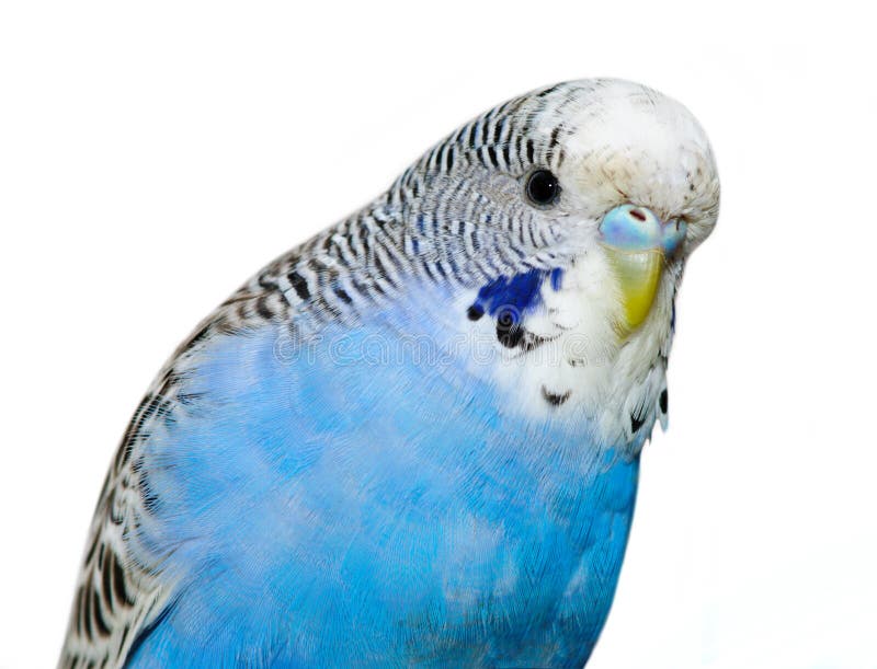 Undulated grass parrakeet stock image. Image of exotic - 10177043