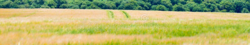 Undulating corn field stock photo. Image of south, peaceful - 57739610