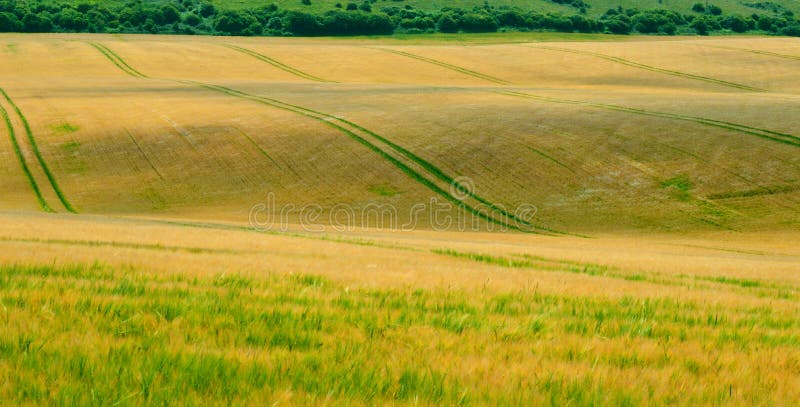 Undulating corn field 3 stock photo. Image of hills, south - 57740100