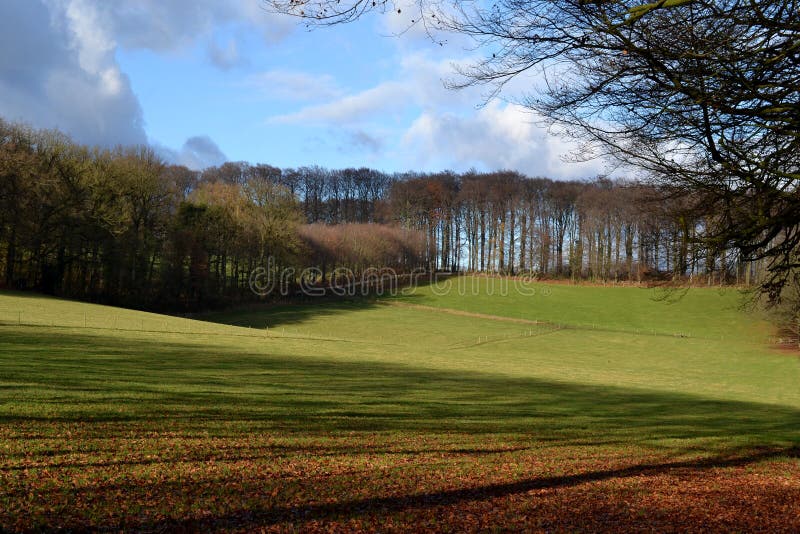 Undulating Landscape with Beech in Netherlands. Stock Image - Image of ...