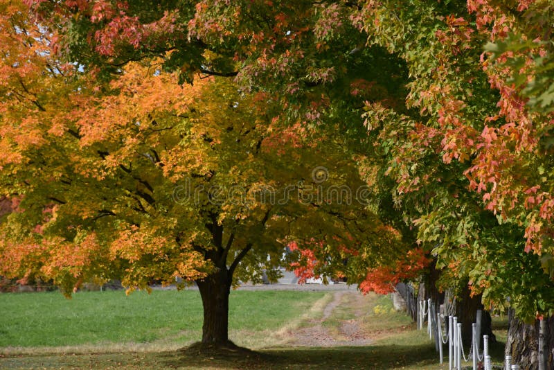 Une érable dans un parc image stock. Image du automne - 232569123