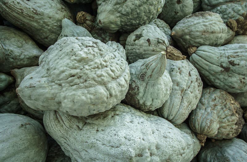 Courge De Hubbard Bleue, Maximum 'Hubbard Bleu' De Cucurbita Image ...