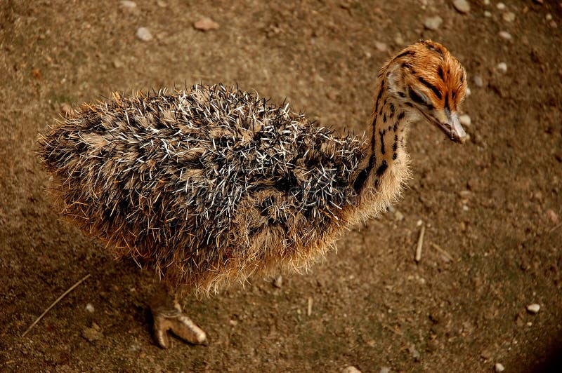 161 Photos de Autruche De Bébé - Photos de stock gratuites et libres de ...