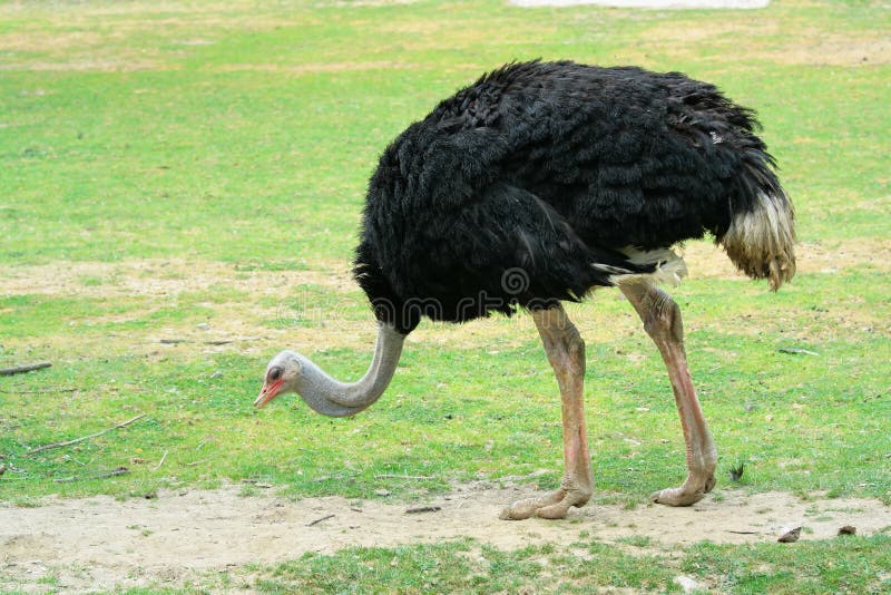 Une autruche sauvage photo stock. Image du animal, stationnement - 5675940