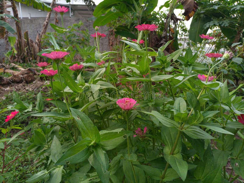 Une Bande De Fleurs Roses Qui Fleurissent Ensemble Photo stock - Image ...