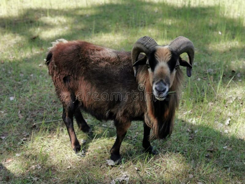 Barbichette Photos Stock - Téléchargez 6,286 Photos libres de droits