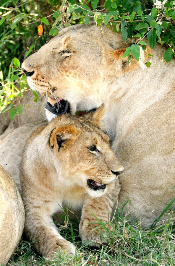 Une Belle Lionne Et Un Petit Animal Image stock - Image du lion ...