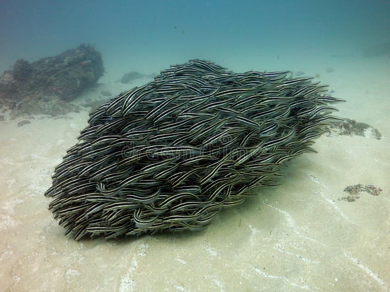 Une Boule De Poisson-chat Rayé Photo stock - Image of océan, venimeux ...