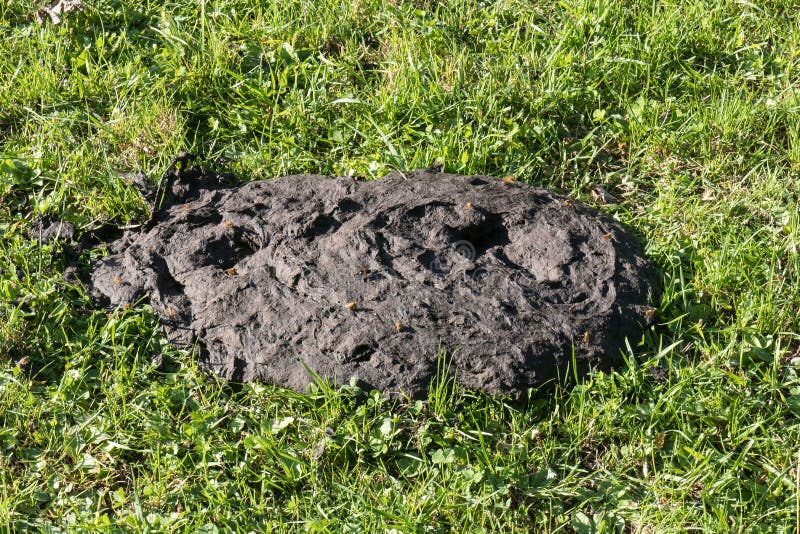 Bouse de vache photo stock. Image du herbe, mouches, décomposition ...