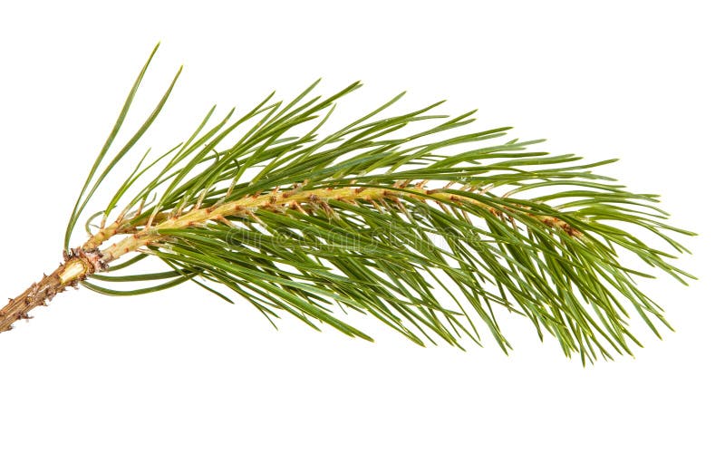 Une Branche D'un Pin D'isolement Sur Le Blanc Photo stock - Image du ...