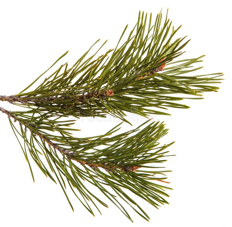 Une Branche D'un Pin D'isolement Sur Le Blanc Photo stock - Image du ...