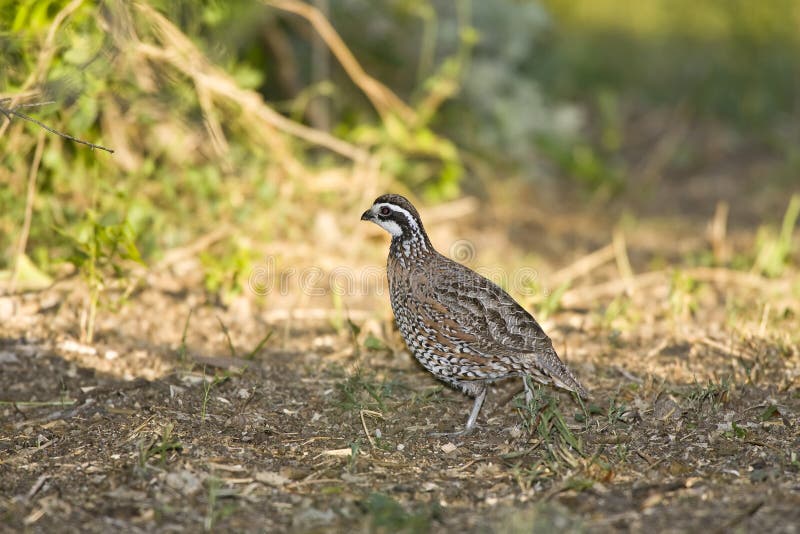 Une Caille Cherchant De La Nourriture Dans Un Champ Photo stock - Image ...
