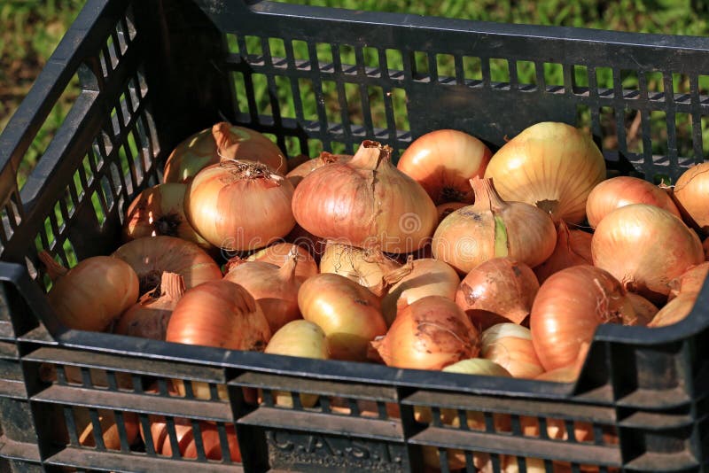 Oignons dans la caisse photo stock. Image du légume, doux - 29605092