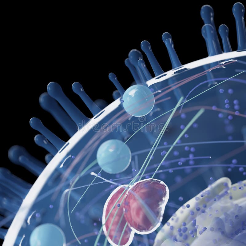 Une cellule humaine illustration stock. Illustration du chromosomes ...