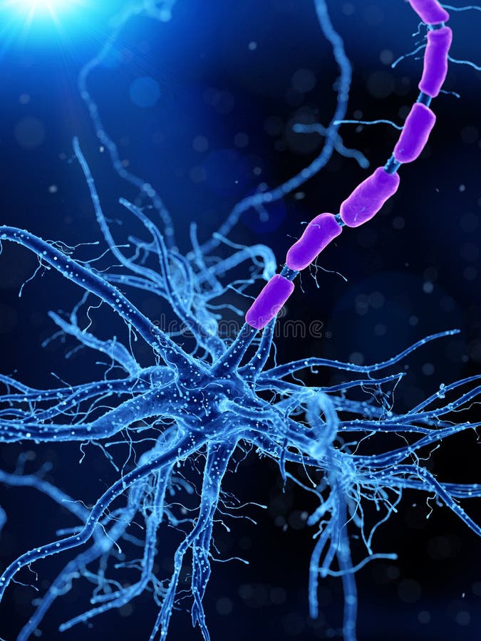 Une Cellule Nerveuse Humaine Illustration Stock - Illustration du ...