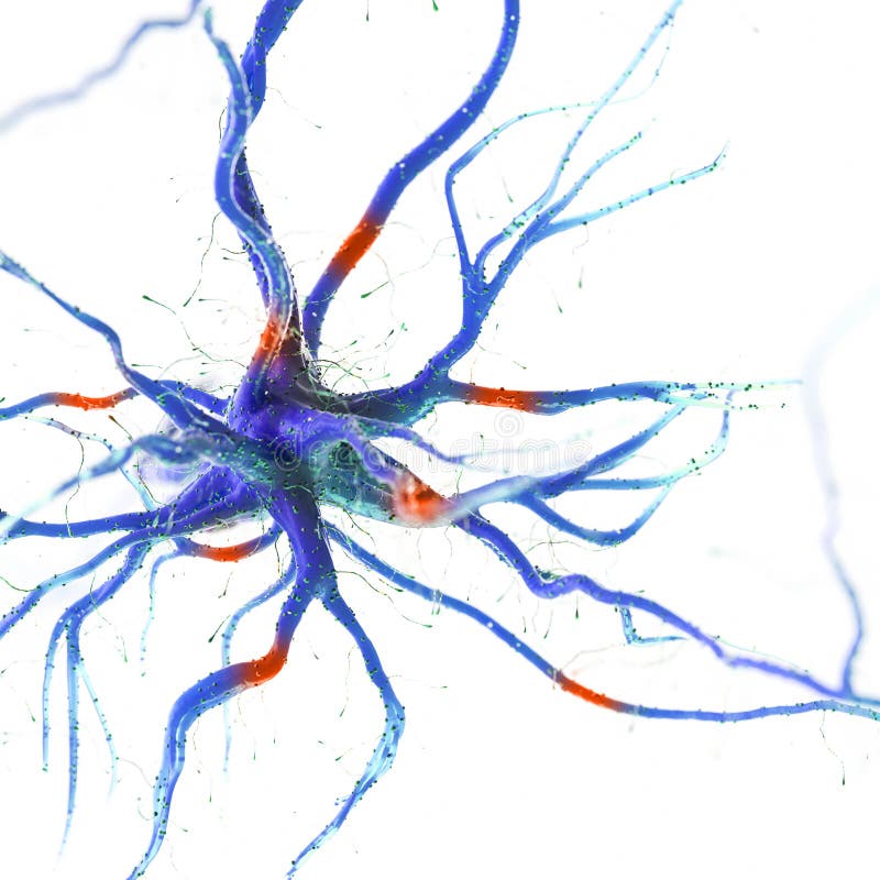 Une Cellule Nerveuse Humaine Illustration Stock - Illustration du axone ...