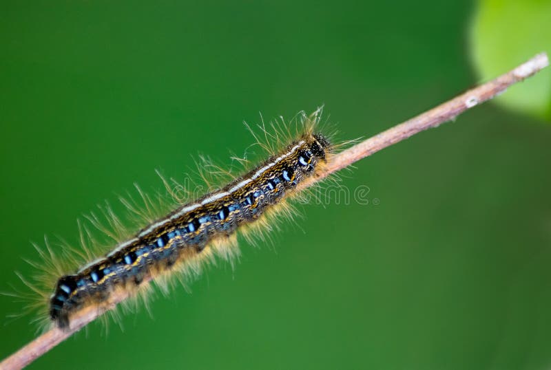 Chenille De Tente Orientale (americanum De Malacosoma) Image stock ...