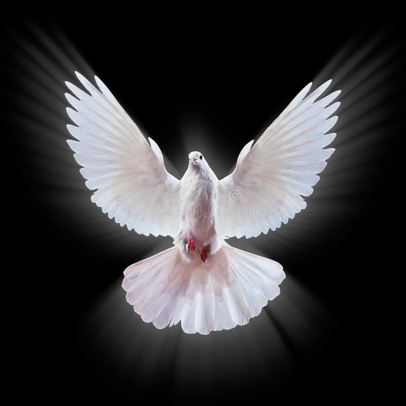 Blanc de ciel de colombe image stock. Image du oiseau - 8878001