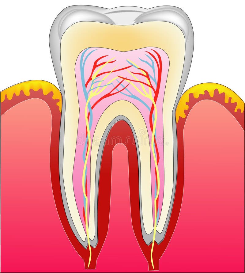 Une dent illustration stock. Illustration du dent, foret - 1029115