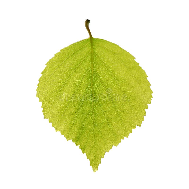 Une feuille d'un arbre photo stock. Image du détail, arbre - 13554512
