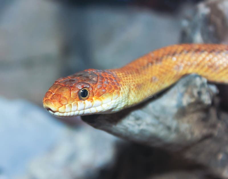 Une fin d'un serpent moulu image stock. Image du nature - 35701333