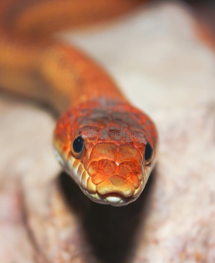 Une fin d'un serpent moulu photo stock. Image du oeil - 35727264