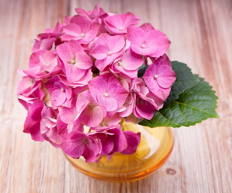 Fleur Rose-clair D'hortensia Photo stock - Image du couleur, été: 42360558