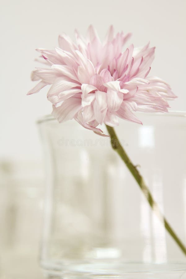 Une fleur simple. photo stock. Image du lumière, assez - 37544658