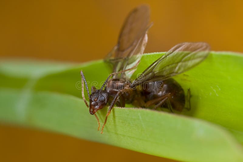 Une fourmi à ailes femelle image stock. Image du noir - 10884037