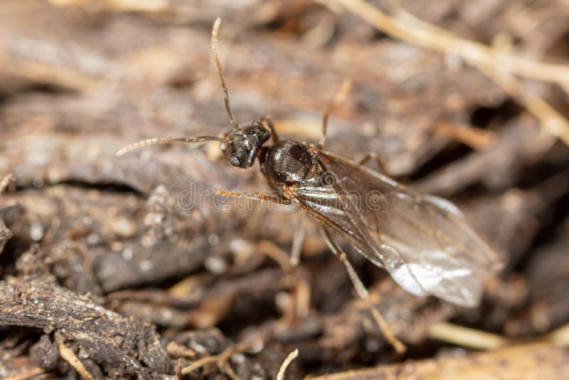 Grandes ailes de fourmi image stock. Image du fourmis - 5658341