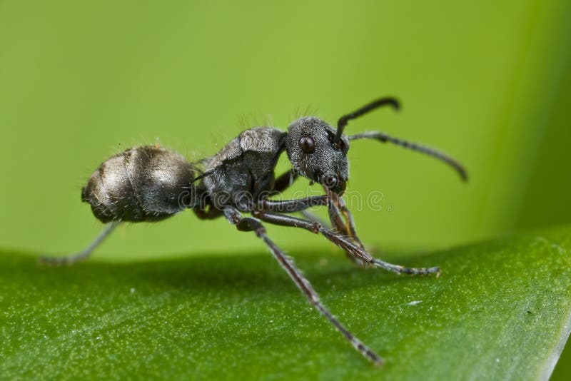 Une fourmi noire photo stock. Image du herbe, fermer, anomalie - 7094932