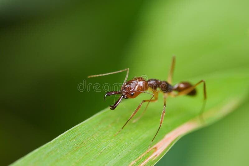 Une fourmi rouge image stock. Image du mandibules, fermer - 7094567