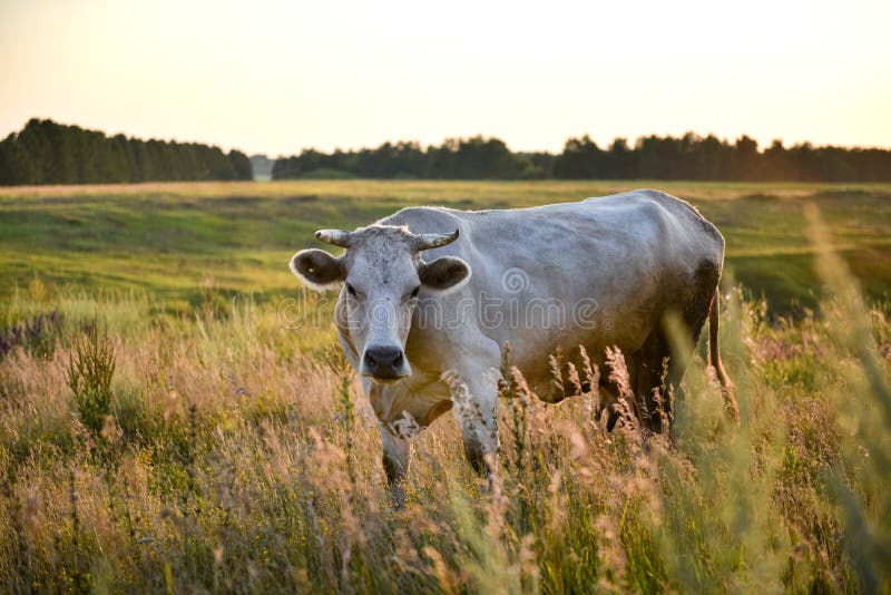 3,677 Belle Vache Photos libres de droits et gratuites de Dreamstime