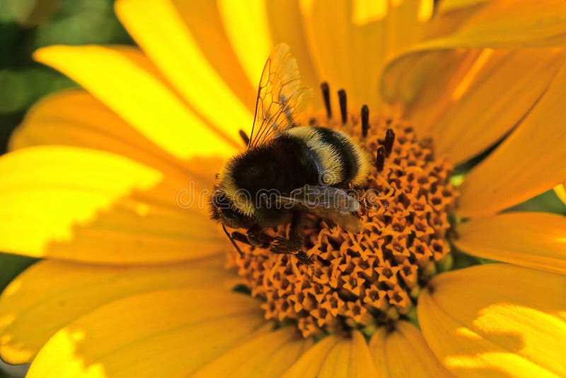 Le Grand Bourdon Se Repose Sur Un Bourgeon D'une Fleur Rouge Image ...