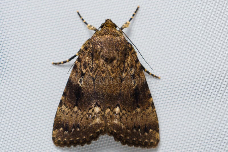 Une Grande Mite De Mite Se Repose Sur Tulle Photo stock - Image du ...