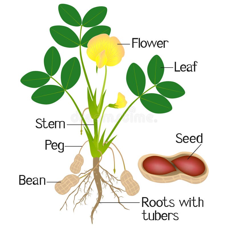 Cycle D'une Croissance De Plantes D'arachide D'isolement Sur Le Fond ...