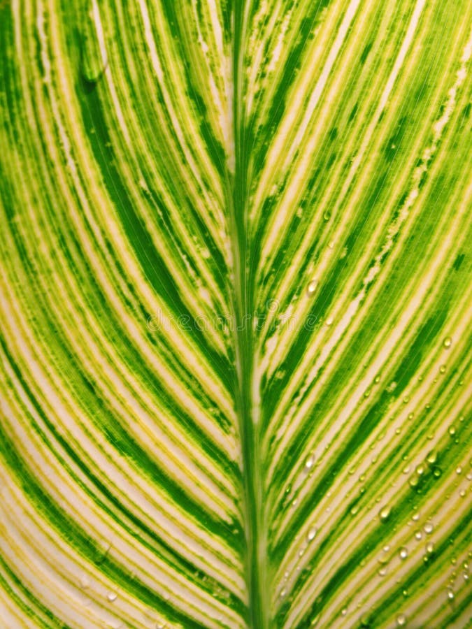 Lame verte image stock. Image du lumière, parallèle, courbe - 12700915