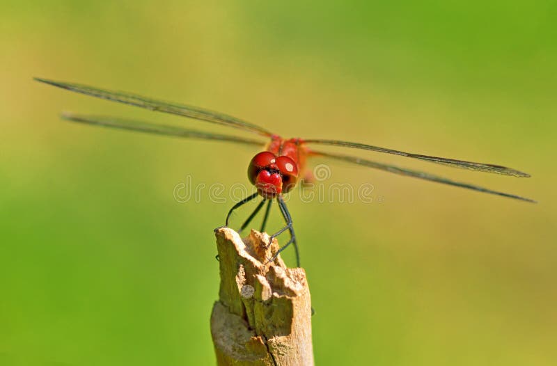 Une libellule rouge photo stock. Image du flore, abdomen - 32726224