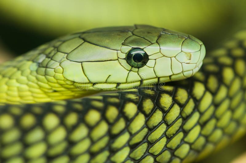 Mamba Verte Sur Une Branche Image stock - Image du reptile, safari ...