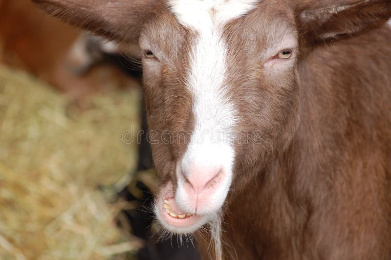 Une mastication d'animal photo stock. Image du raie, animal - 17858992