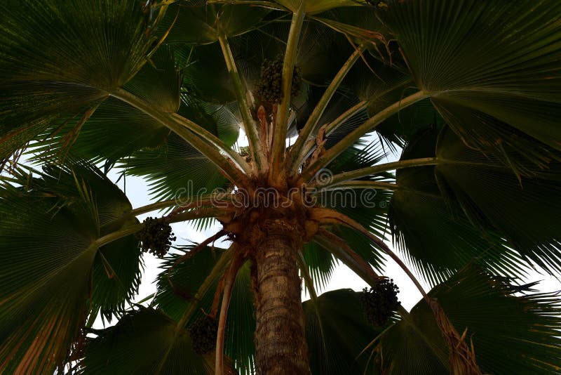 Une Noix De Coco Et Le Cocotier Palmier Photo stock - Image du seascape ...