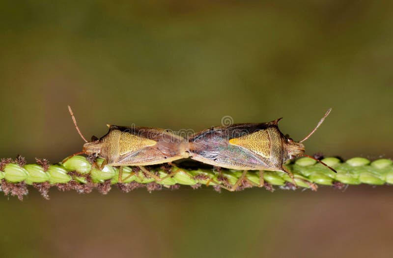Une Paire De Accouplement D'insectes De Puanteur De Riz Photo stock ...